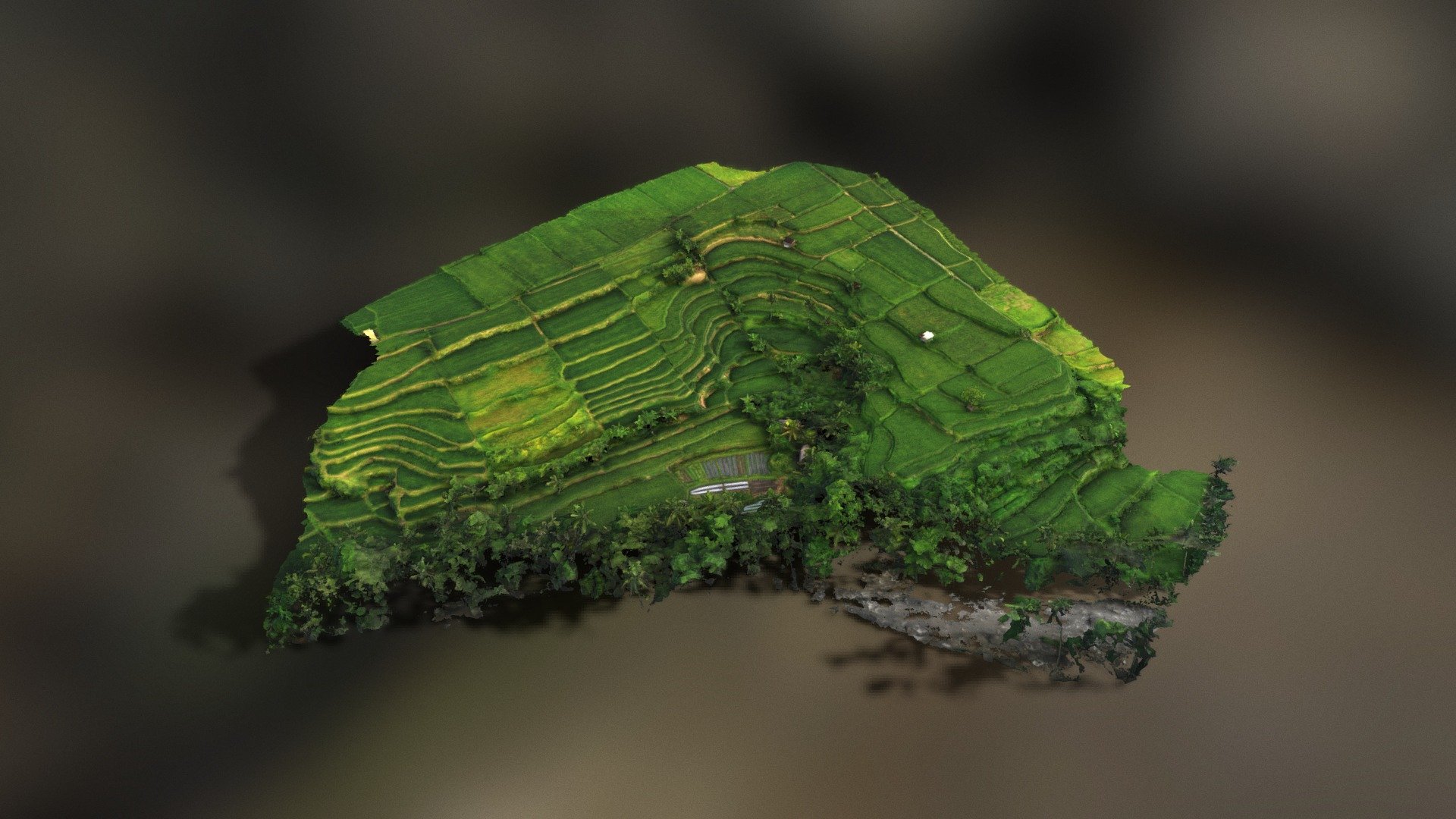 Rice field Land Bali - 3D model by coloredblender [66308d7] - Sketchfab