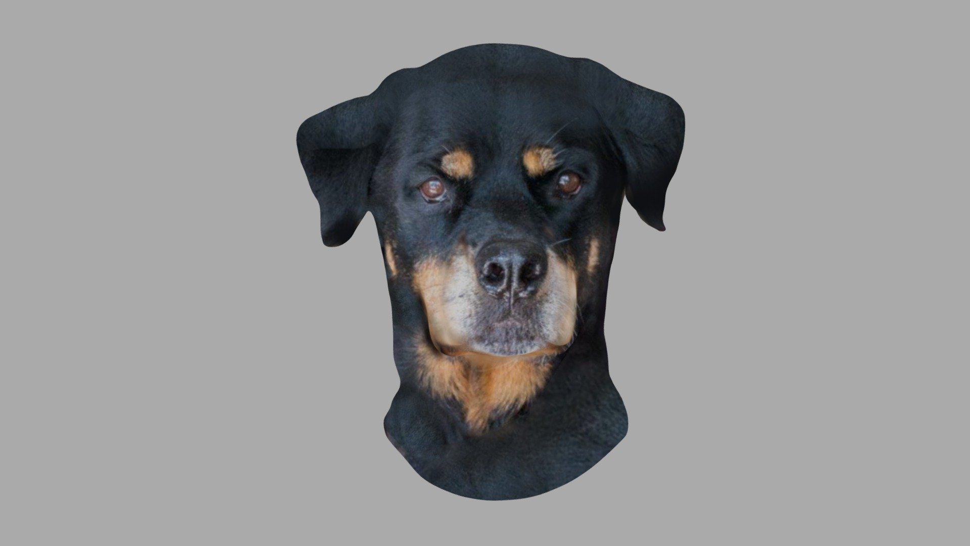 Printable Rottweiler Head Reliëf 18 CM - Buy Royalty Free 3D model by ...