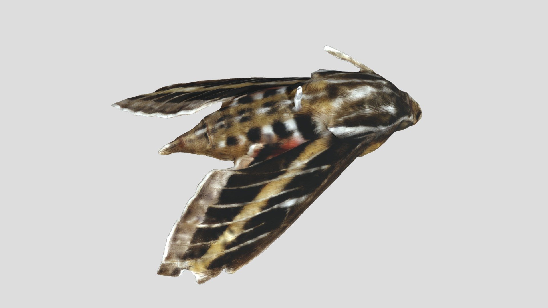 Moth - 3D model by UNM ARTSLab (@unmartslab) [664a217] - Sketchfab