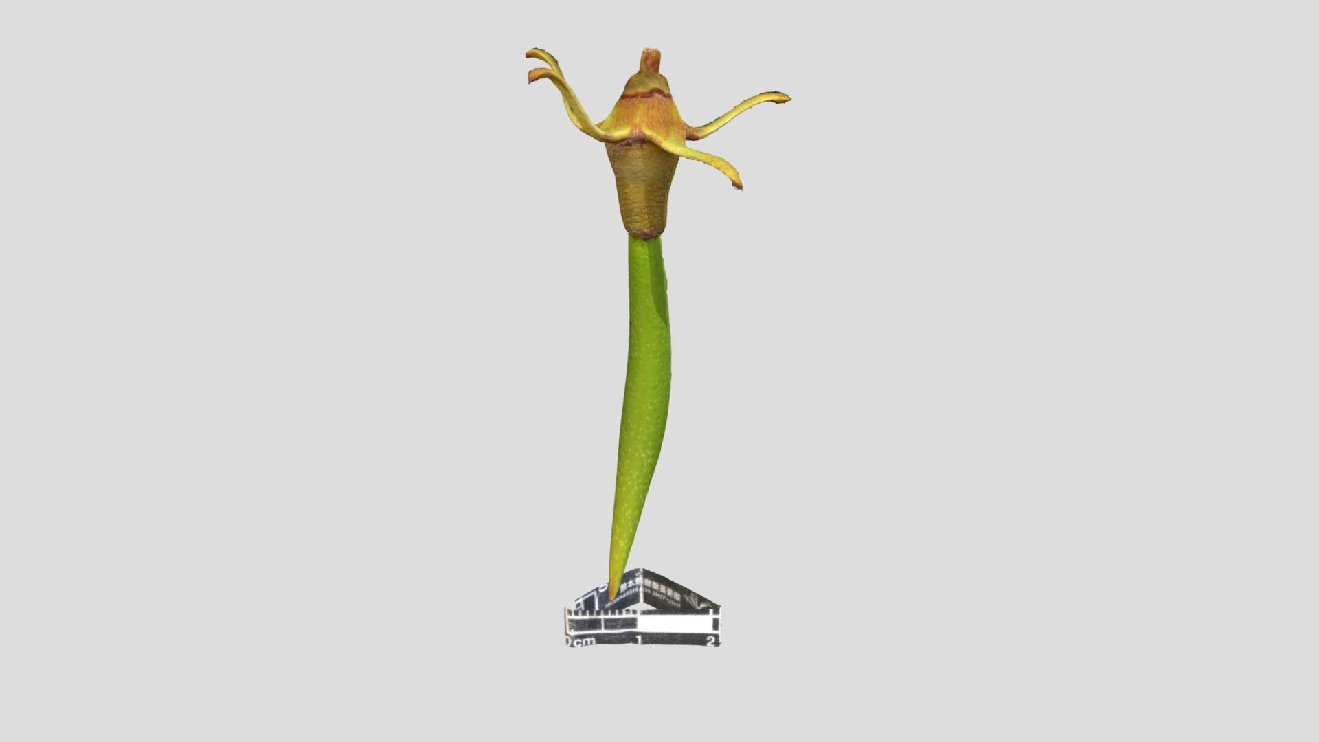 Kandelia obovata Sheue, H. Y. Liu & J. Yong - 3D model by Shiu-Ying Hu ...