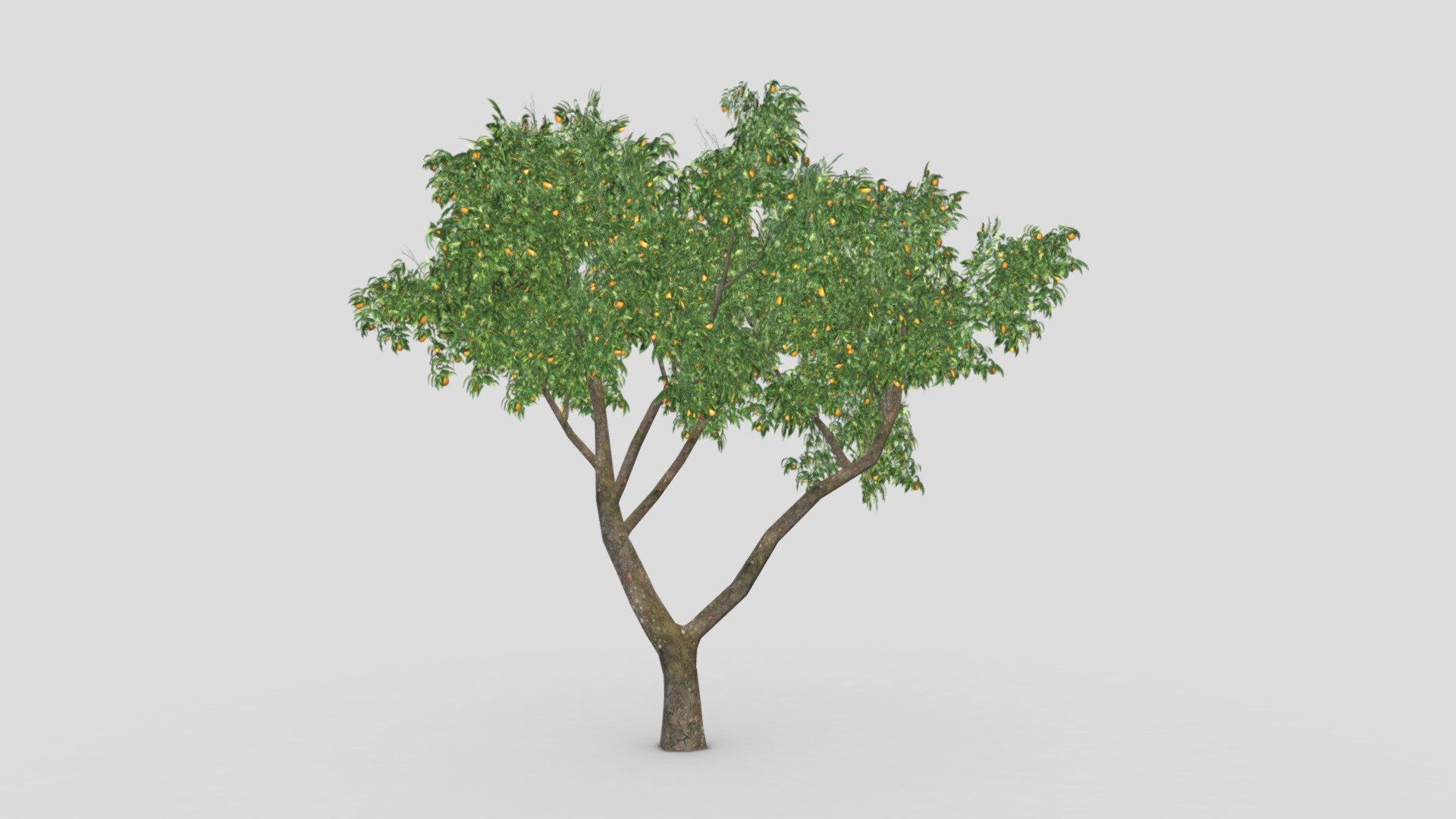 Orange Tree- S07 - Buy Royalty Free 3D model by ASMA3D [664c171 ...