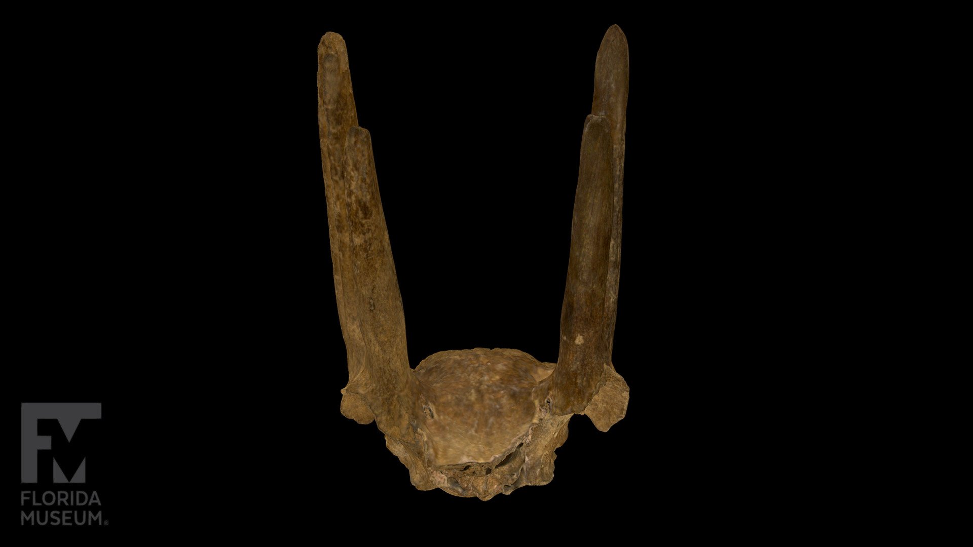 Fossil Pronghorn Basicranium (UF VP 115960) - 3D model by FloridaMuseum ...
