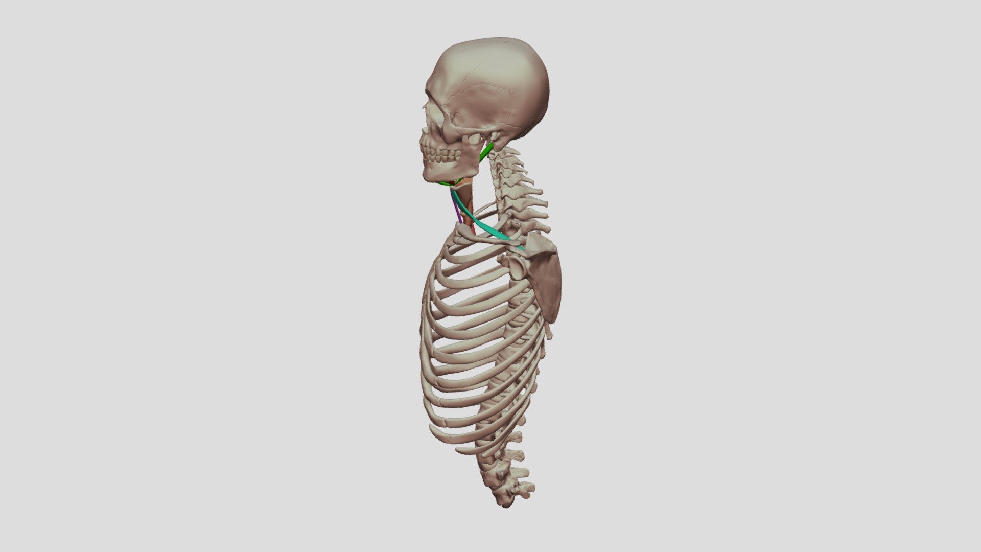 Hyoid Muscles - 3D model by Digital Ecorche Massing Models ...