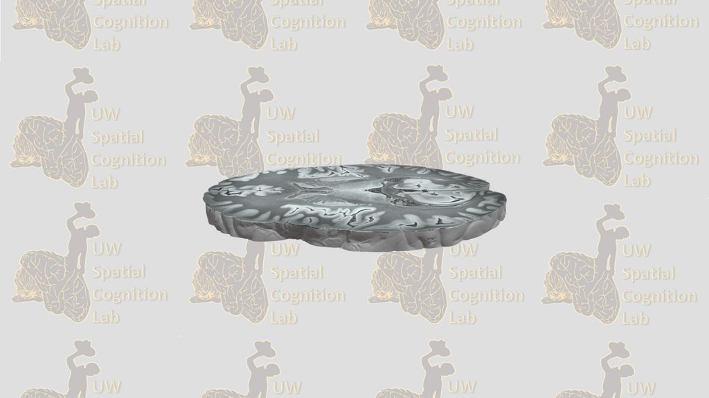UW Spatial Cognition Lab Axial Brain Slices - A 3D model collection by ...