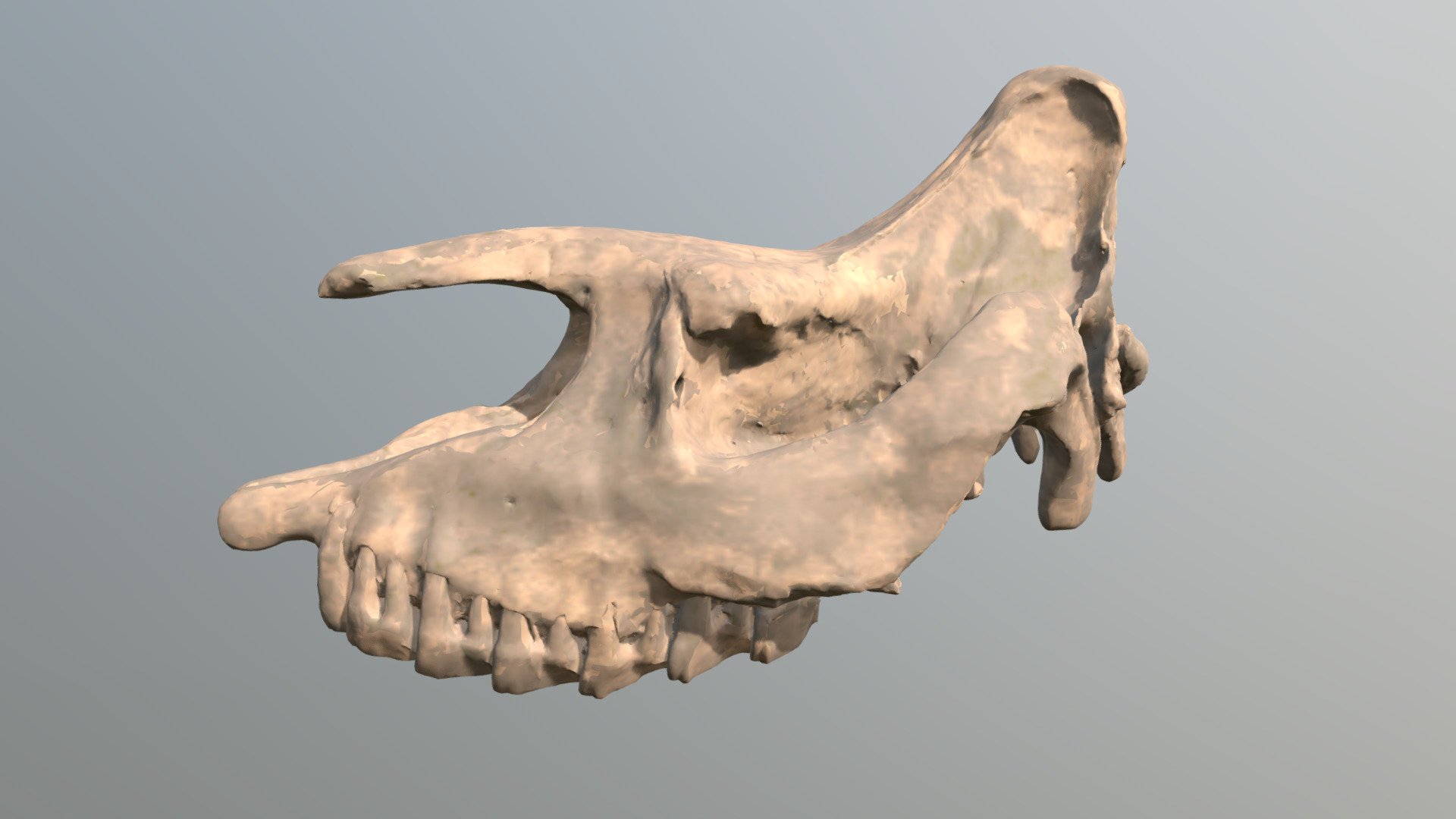 Aphelops Skull - 3D model by Nebraska Public Media ...