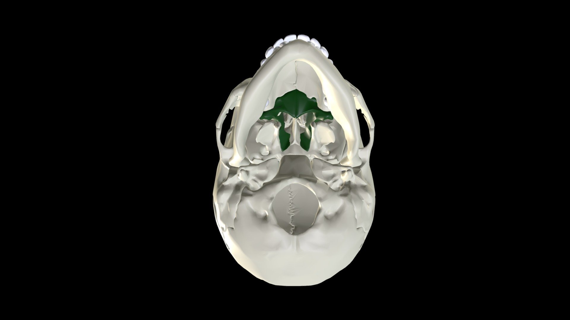 Palatine Bones - Download Free 3D model by Anatomary [6663615] - Sketchfab