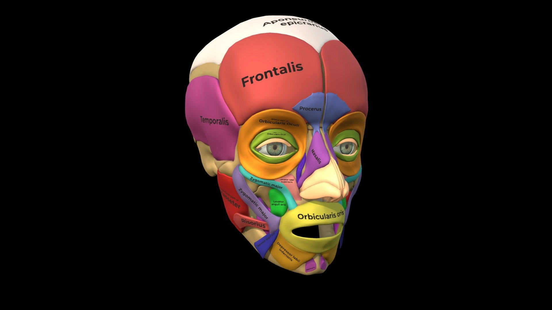 Anatomy of Facial Musculature - 3D model by Friso Jansen (@frisojansen ...