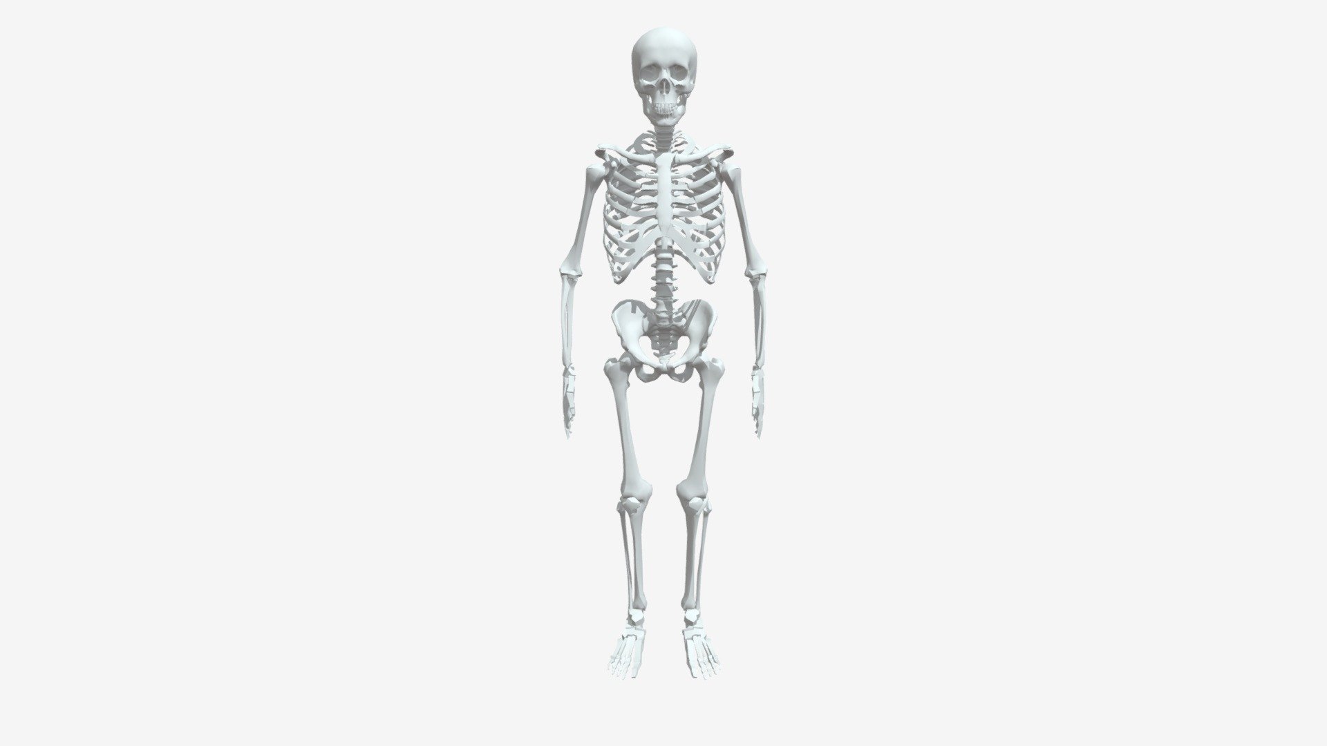 Skeleton - 3D model by baystudios [6670953] - Sketchfab