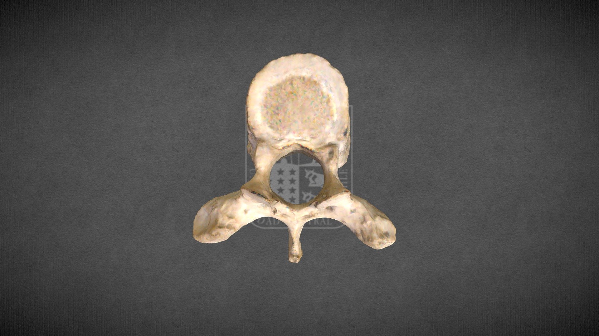 Vertebra torácica / Thoracic vertebrae - Buy Royalty Free 3D model by ...