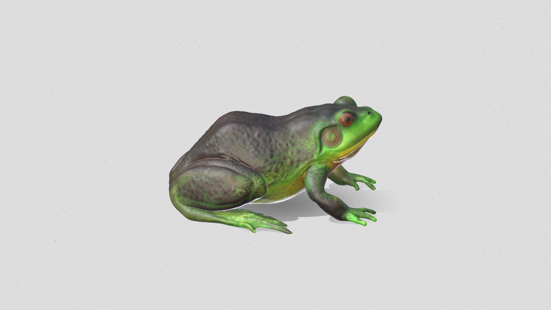Bullfrog - Buy Royalty Free 3D model by CIverson (@CarlynIverson ...