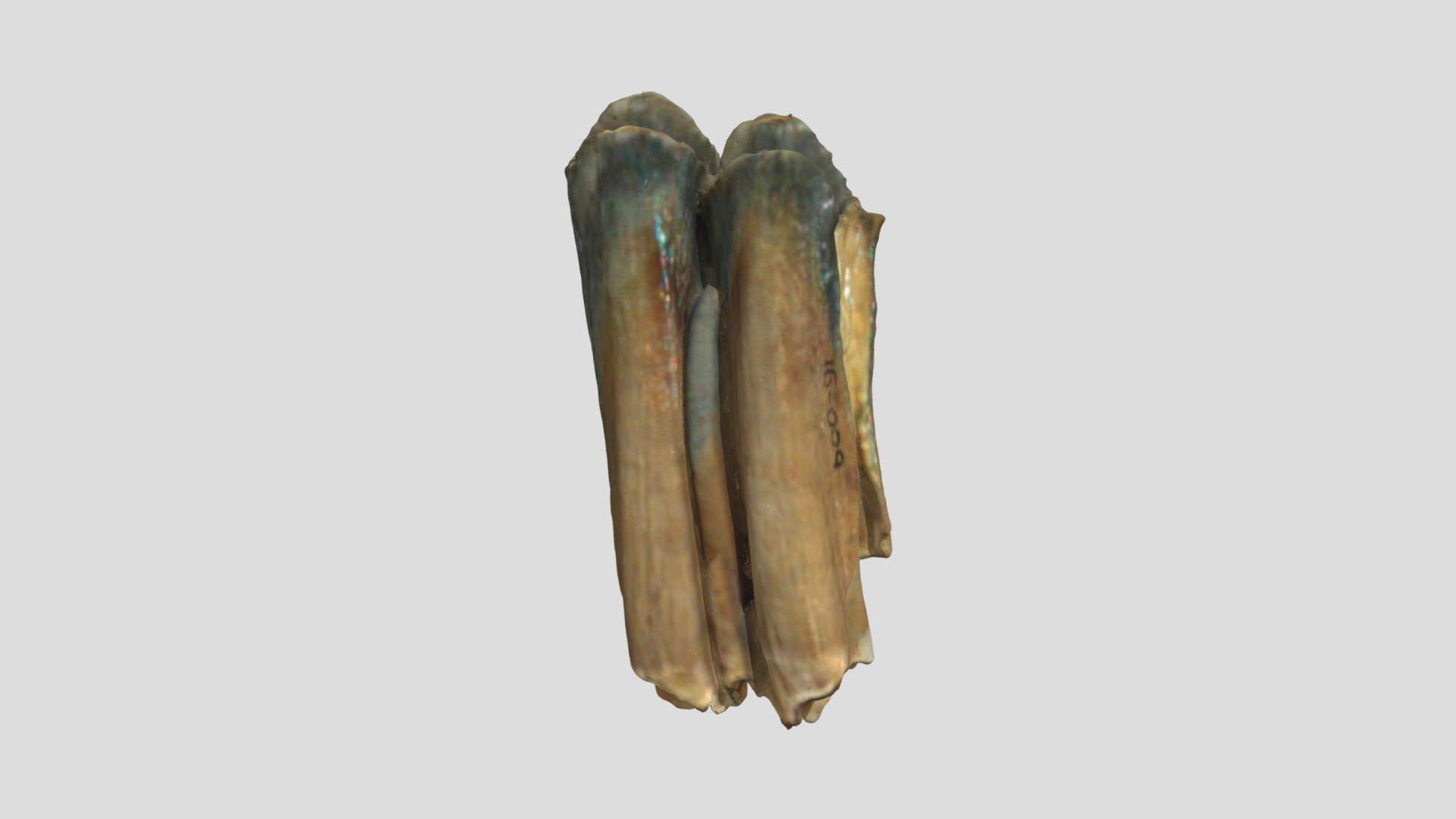 Fossil tooth, #16-009 - 3D model by CWUMuseum [6671e0a] - Sketchfab