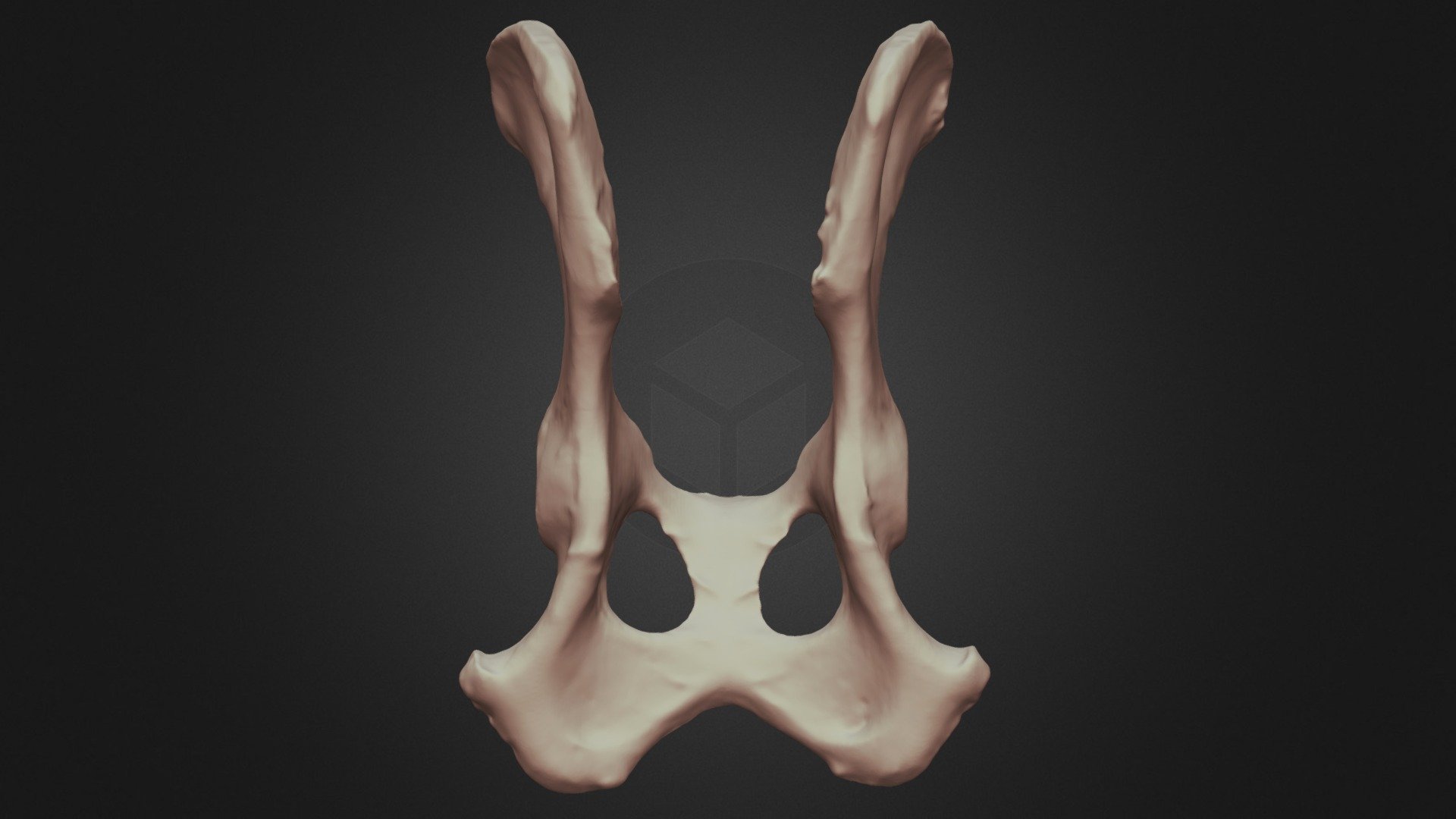 Canis lupus (Wolf) Pelvis - 3D model by Lakehead Anthropology ...