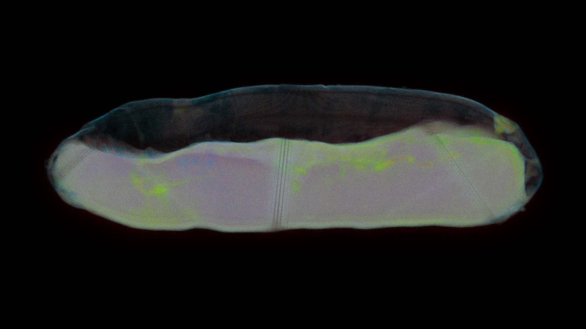 Lucillia sericata - Pupa - CT Scan - Point cloud - Download Free 3D ...