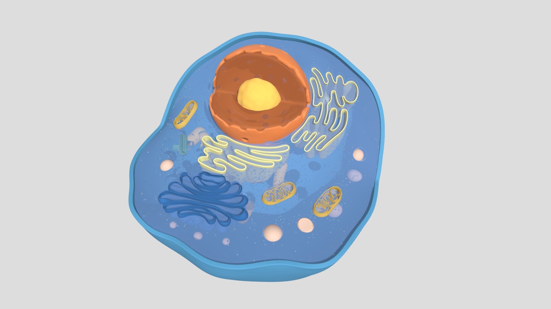 Cell Structure Section - 3D model by vinkfan [667d6d1] - Sketchfab
