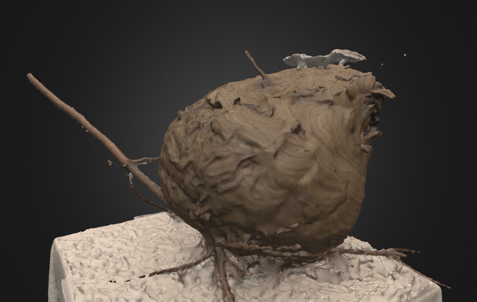 Wasp Nest 1 - 3D model by ircumbc [667f519] - Sketchfab