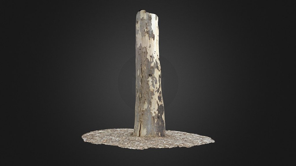Tree Trunk PV - 3D model by Brett Rapp (@brettrapp) [668605c] - Sketchfab