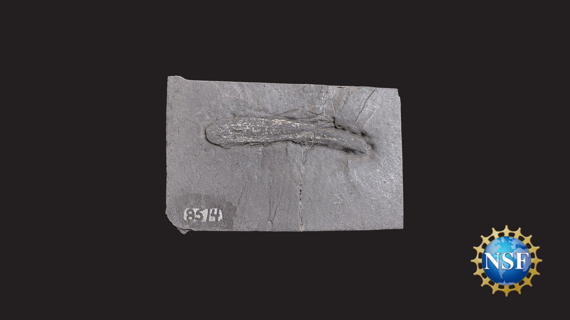 CMNH 8514 Micro Arthrodire Infragnathal - 3D model by Cleveland Museum ...