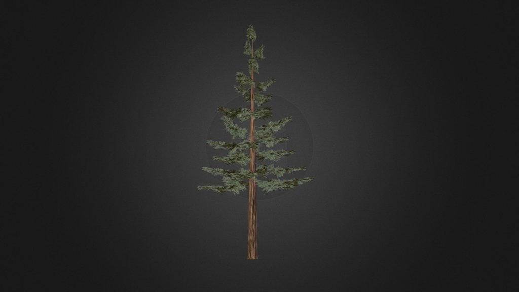 Pine Tree - 3D model by Sam Lee (@samlee79) [668b2fd] - Sketchfab