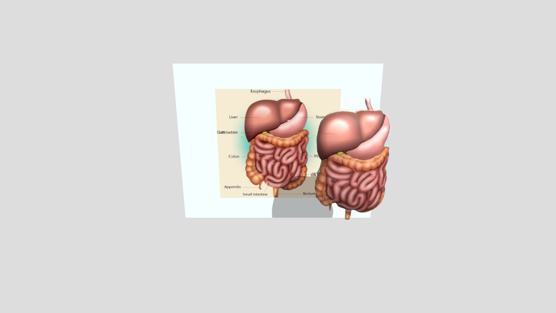 organ tubuh - 3D model by asyifasyilmi114 [668fd2f] - Sketchfab