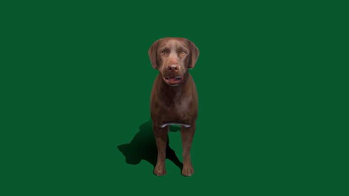 Labrador 3D models - Sketchfab
