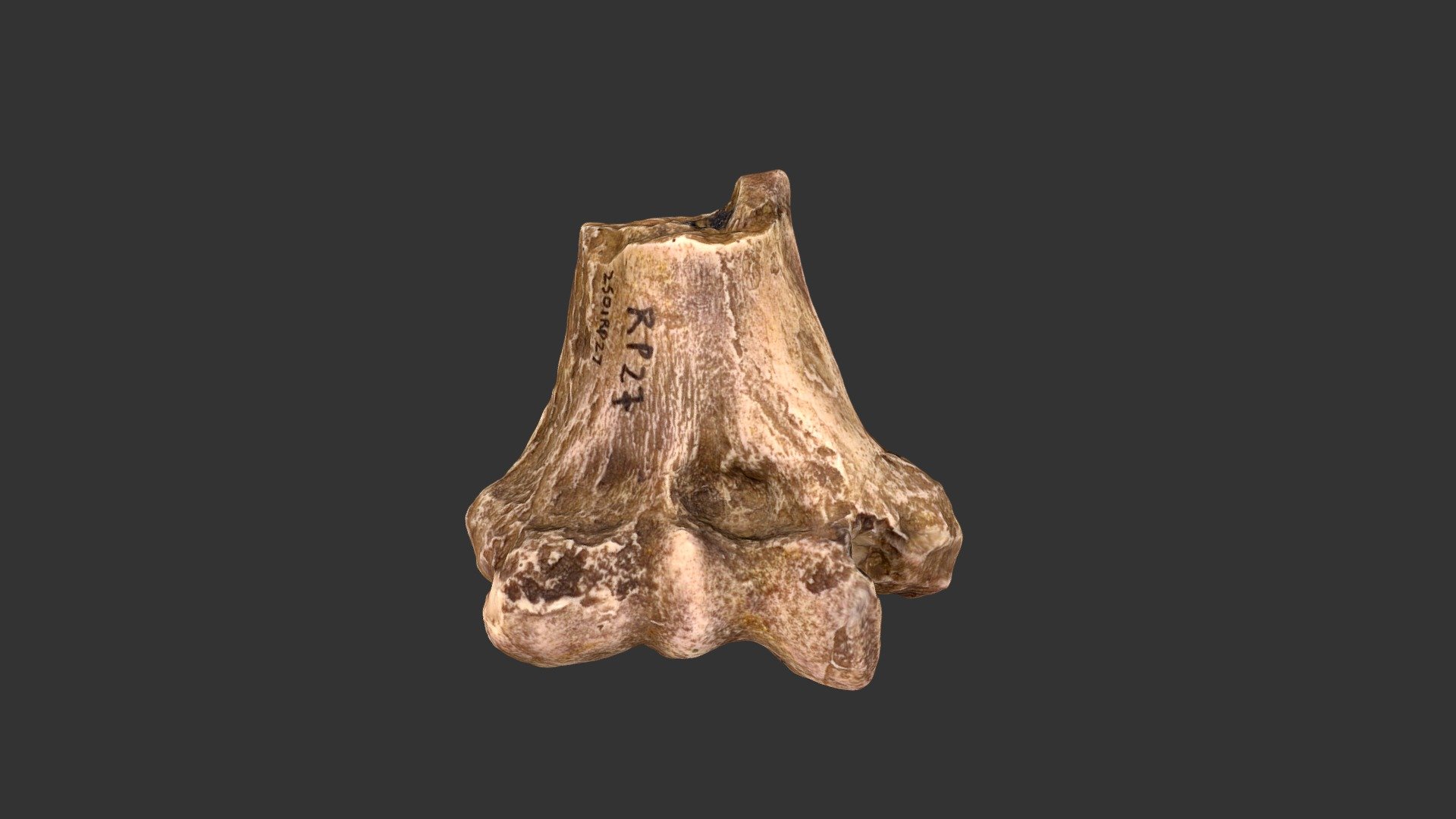 Paranthropus robustus (2501.1rp27-1) - humerus - Download Free 3D model ...