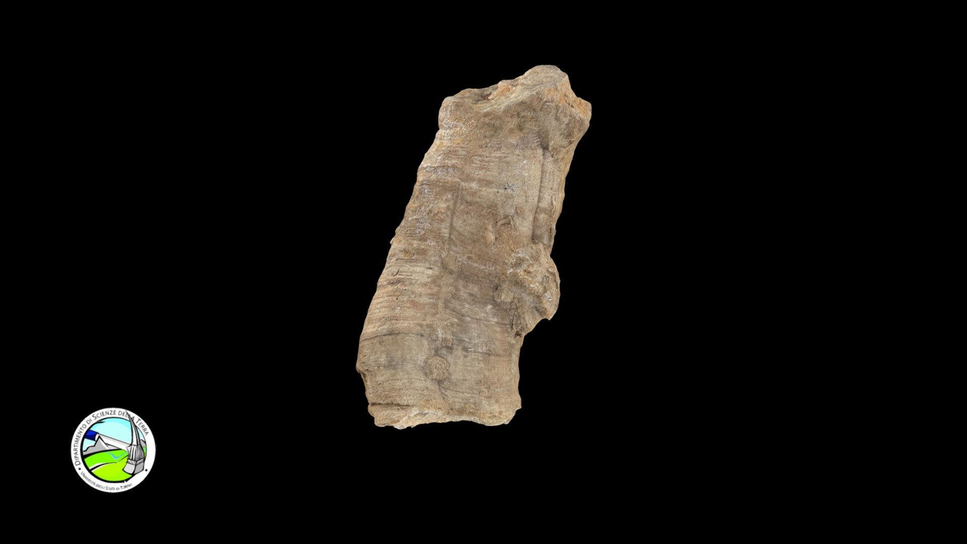 Rudista - 3D model by Dipartimento di Scienze della Terra - UniTo ...