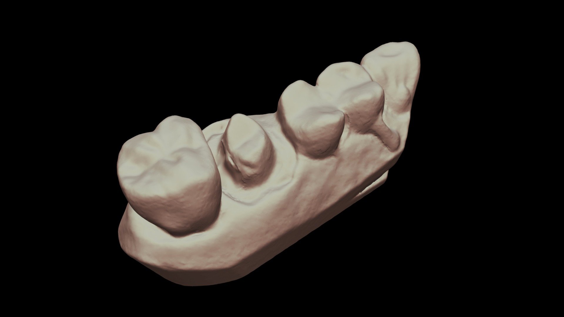 Teeth - Capture 3D Scanner - Hi Rez - 3D model by OptimumARC [6699c4b ...