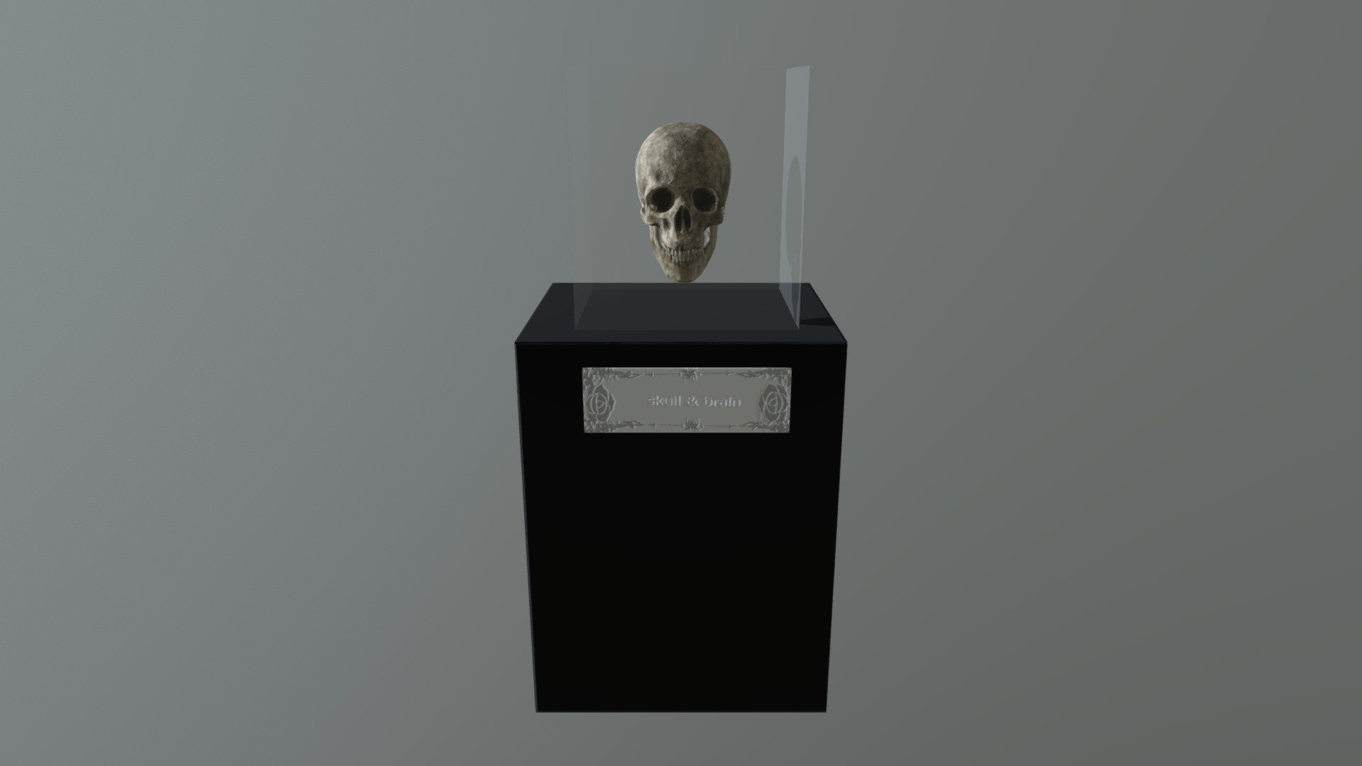 Skull & Museum Showcase - 3D model by Pablo Ortiz (@Shini89) [66a0182 ...