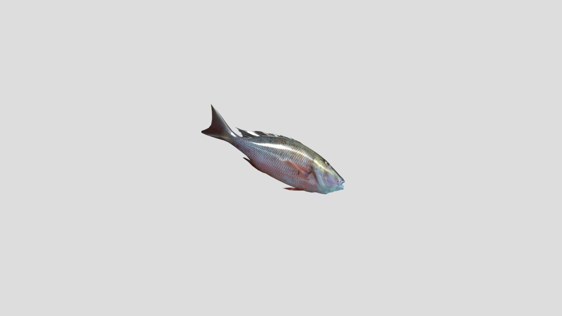 fish - 3D model by samlami [66a130c] - Sketchfab
