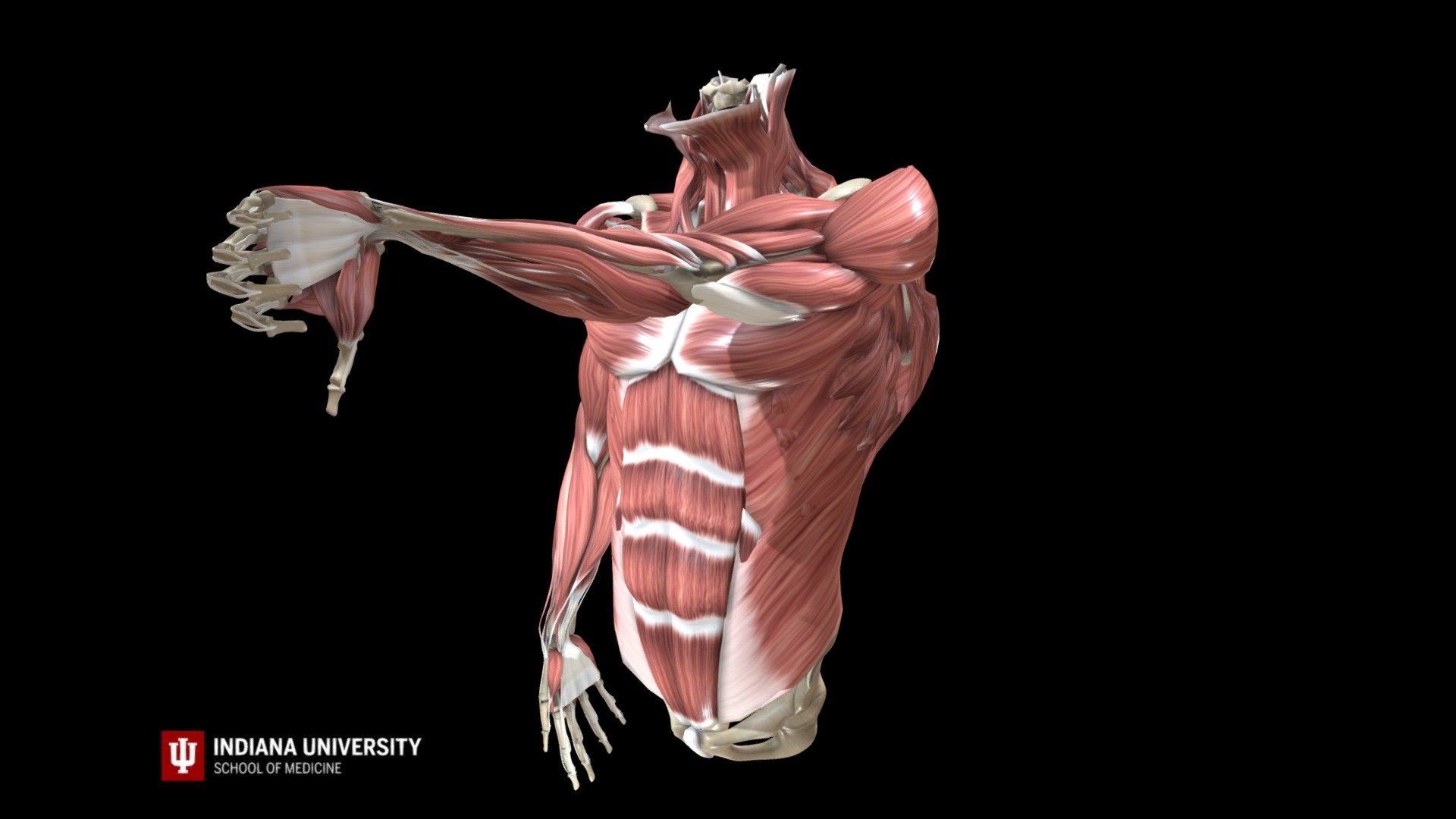 Shoulder - Labrum: Obrien's Exam - Male - 3D model by IU Indianapolis ...