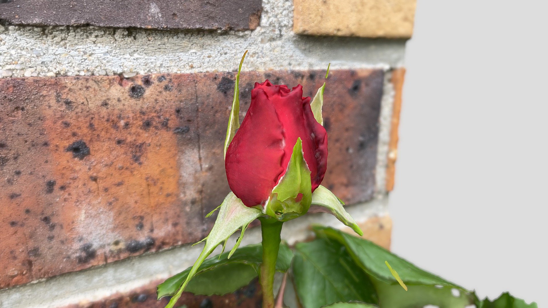 Rosebud on red bricks - Download Free 3D model by alban [66a982b ...