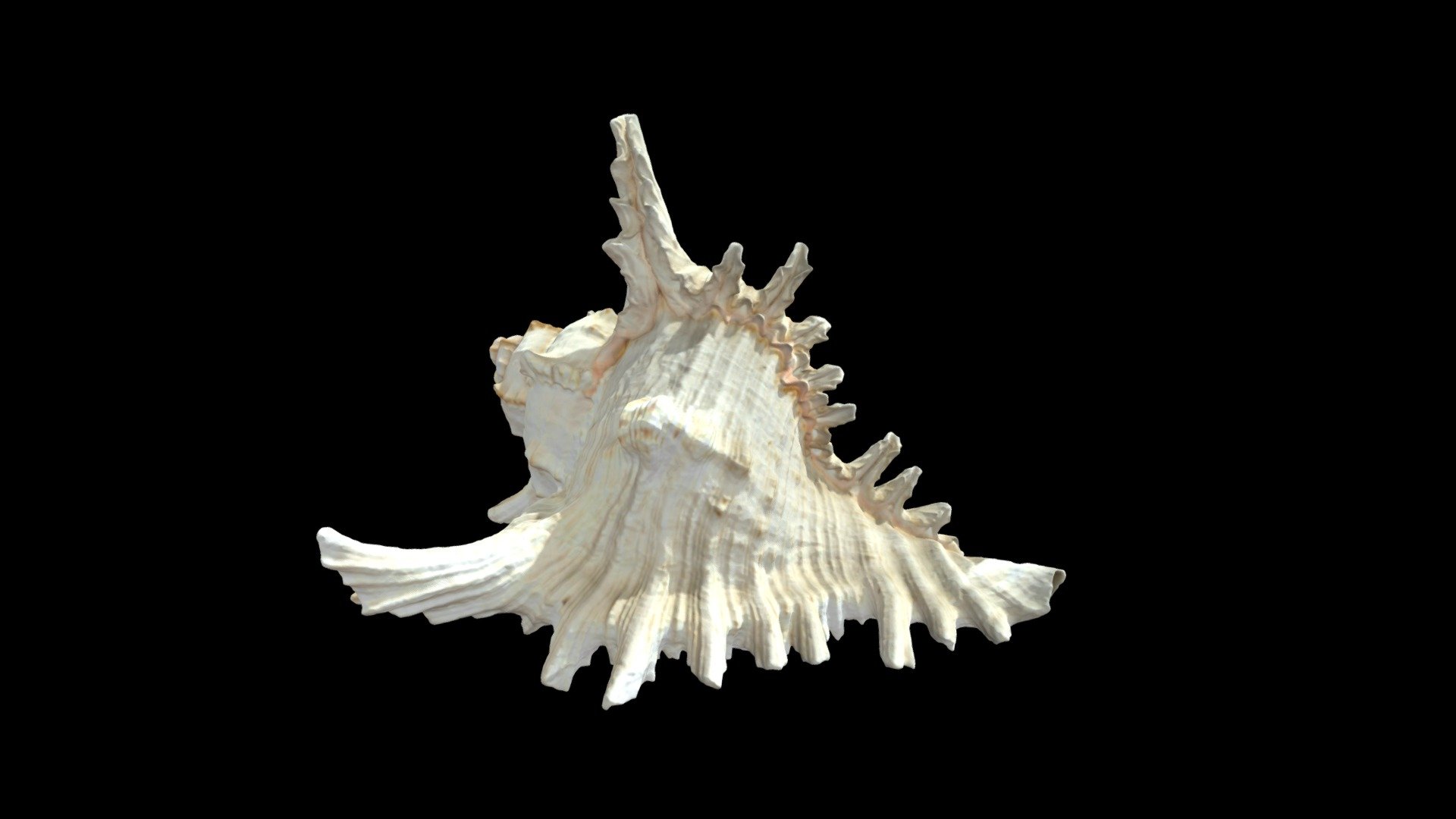 Shell // Muschel - Download Free 3D model by augustusburg_ger ...