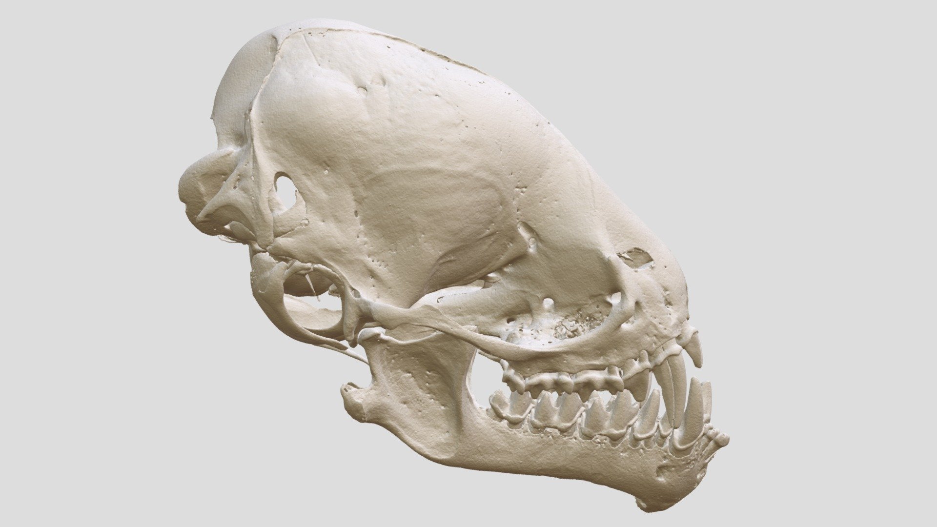 Lasiurus borealis (MSB:Mamm:42504) - 3D model by Biodiversity [66b1ce8 ...