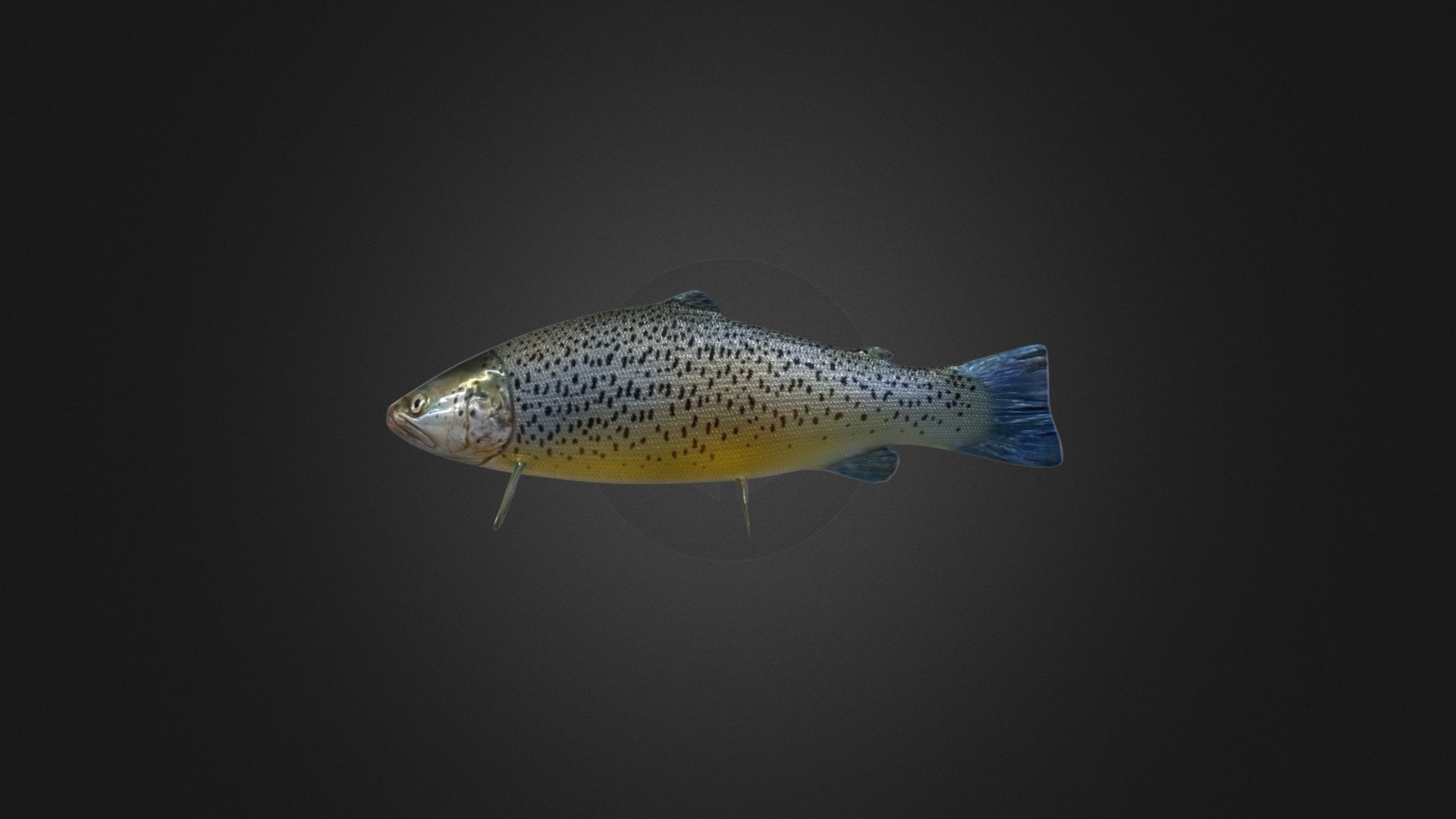 Trout fish animated model - 3D model by EugeneOst [66b2b68] - Sketchfab