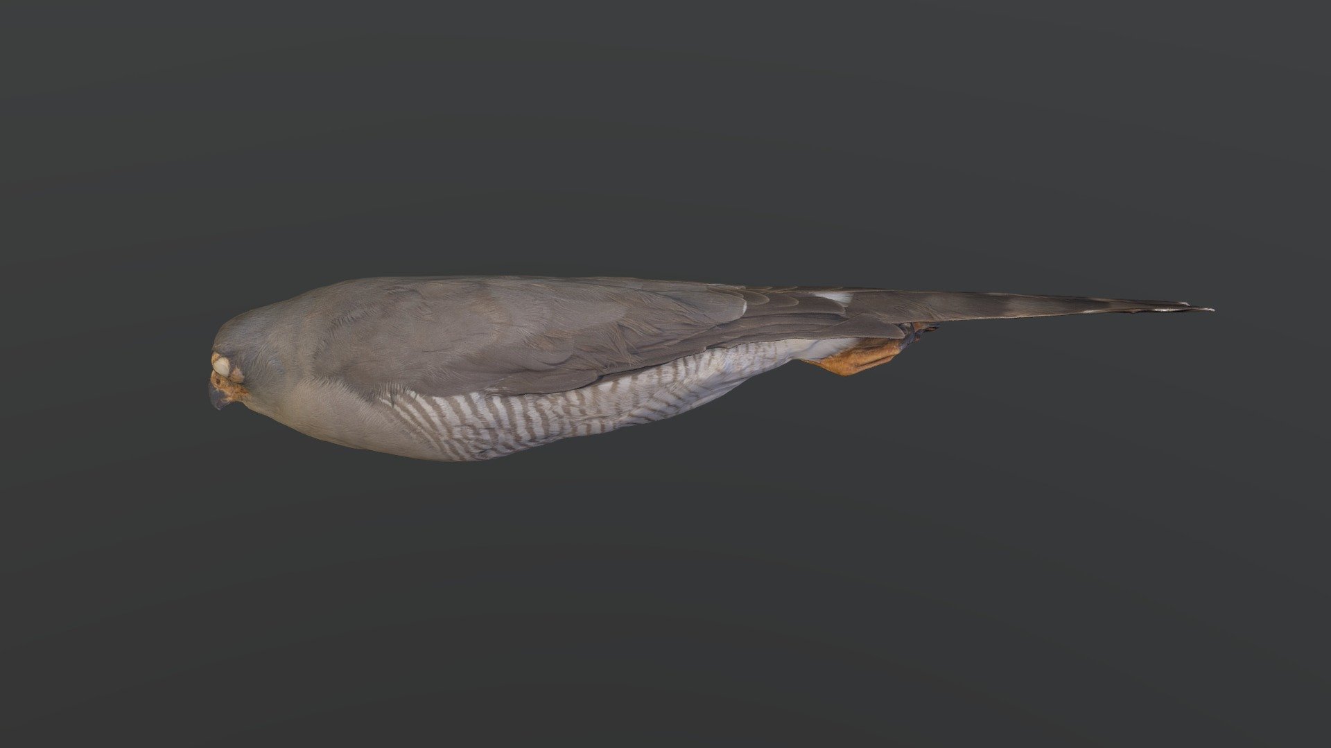 Gabar Goshawk - Micronisus gabar - Download Free 3D model by MooreLab ...
