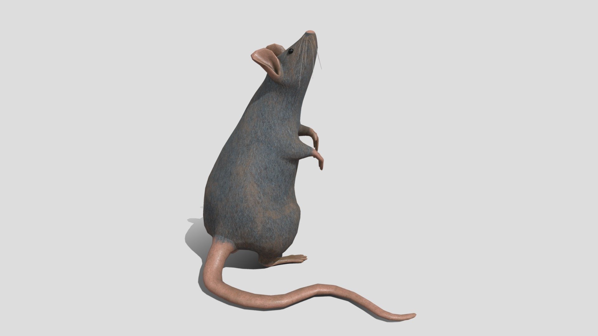 Rat Model - 3D model by Riina Koivisto (@riinukka) [66b6124] - Sketchfab
