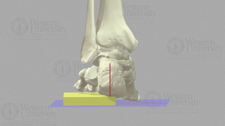 Calcaneus 3D models - Sketchfab