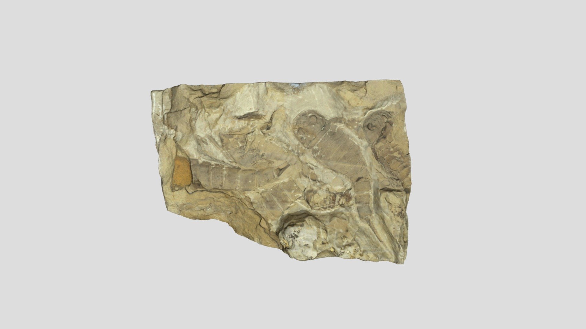 Sea scorpion fossil (Eurypterid) (L12) - 3D model by Hong Kong Science ...