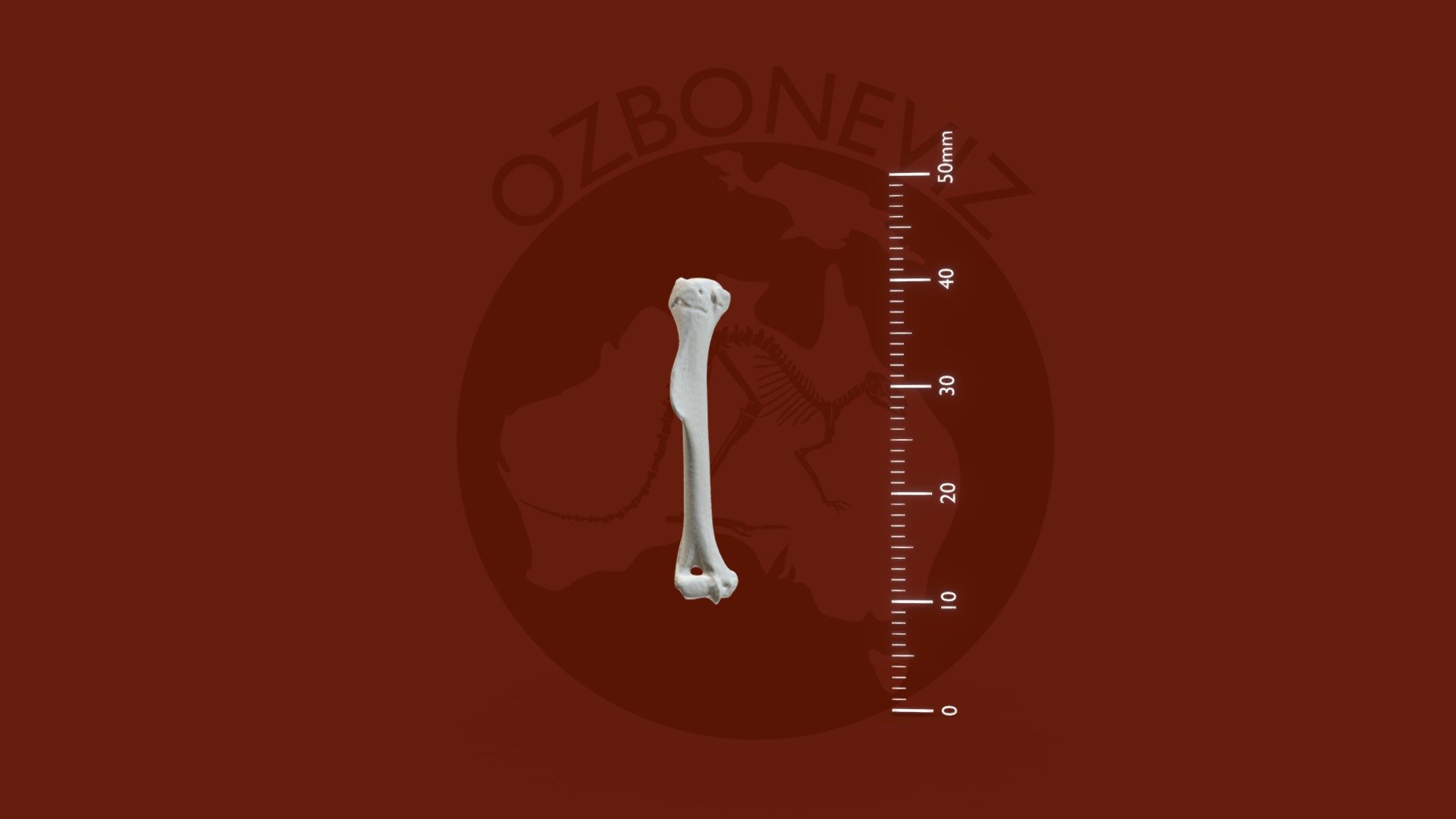 Greater stick-nest rat humerus - 3D model by Ozboneviz [66bf887 ...