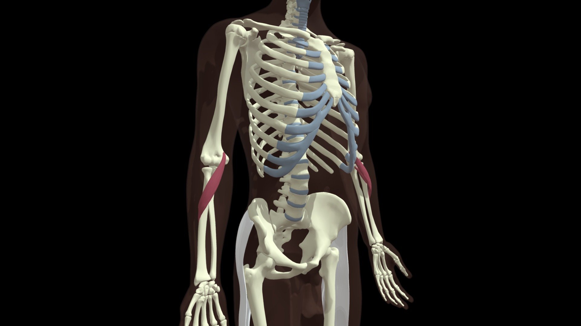 Pronator Teres - Download Free 3D model by Anatomary [66c2117] - Sketchfab