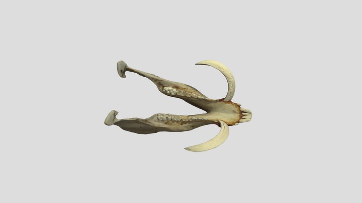 Hawaii 3D models - Sketchfab