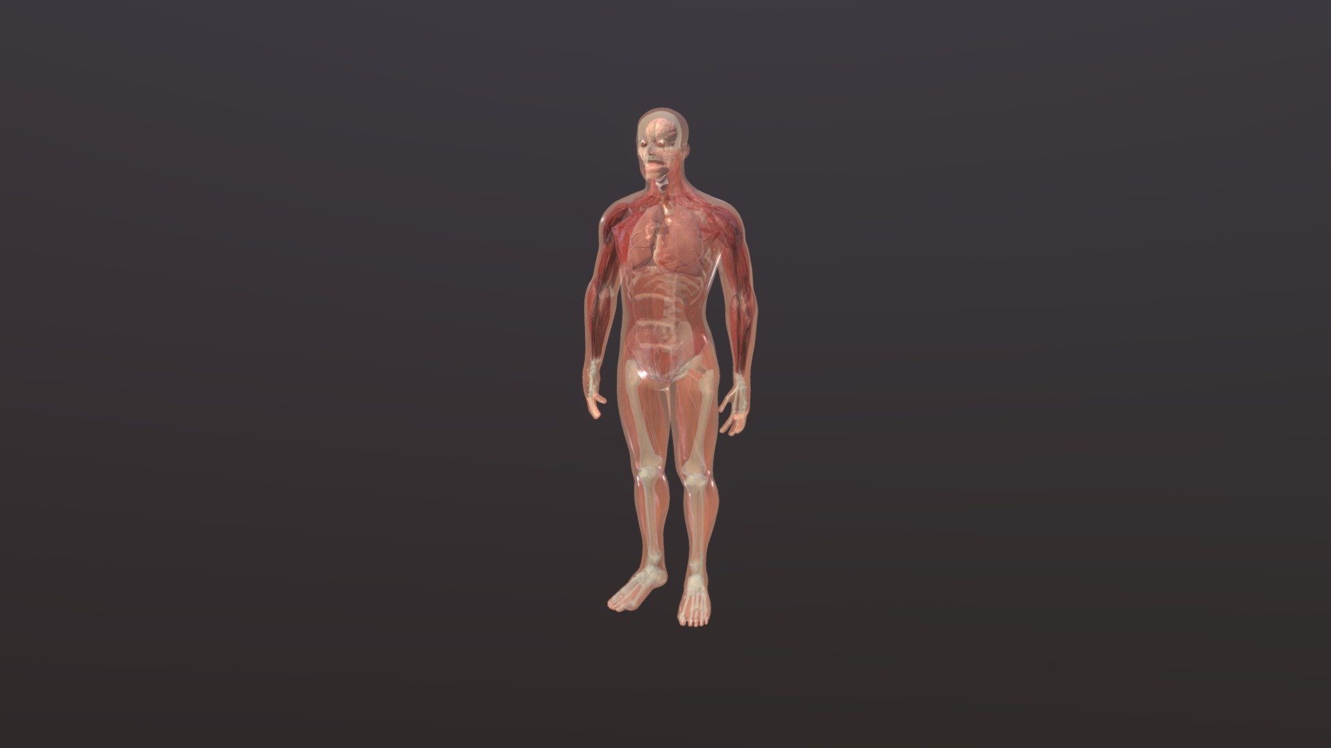 Human Education - 3D model by CXR Agency (@CXRAgency) [66c8d69] - Sketchfab