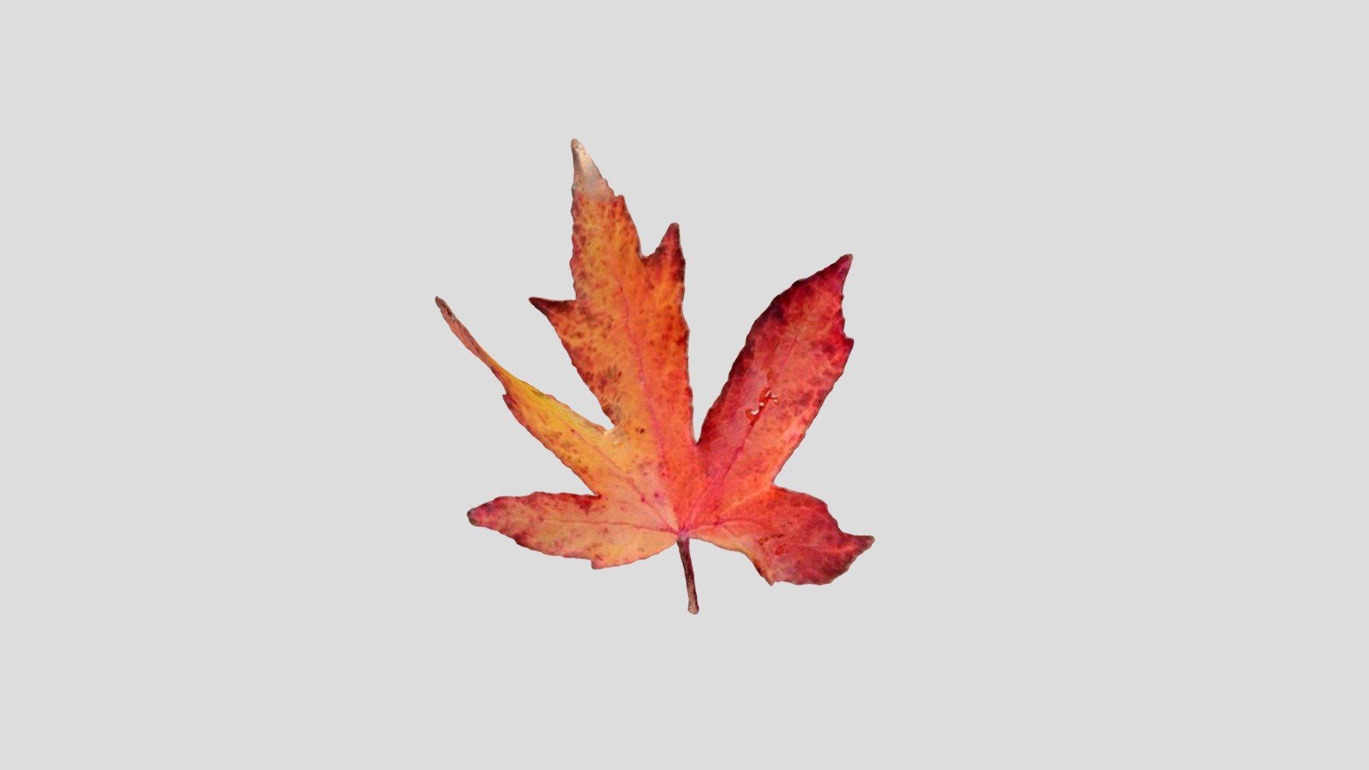 Maple Leaf - 3D model by JBCGxCandyMan [66ca484] - Sketchfab