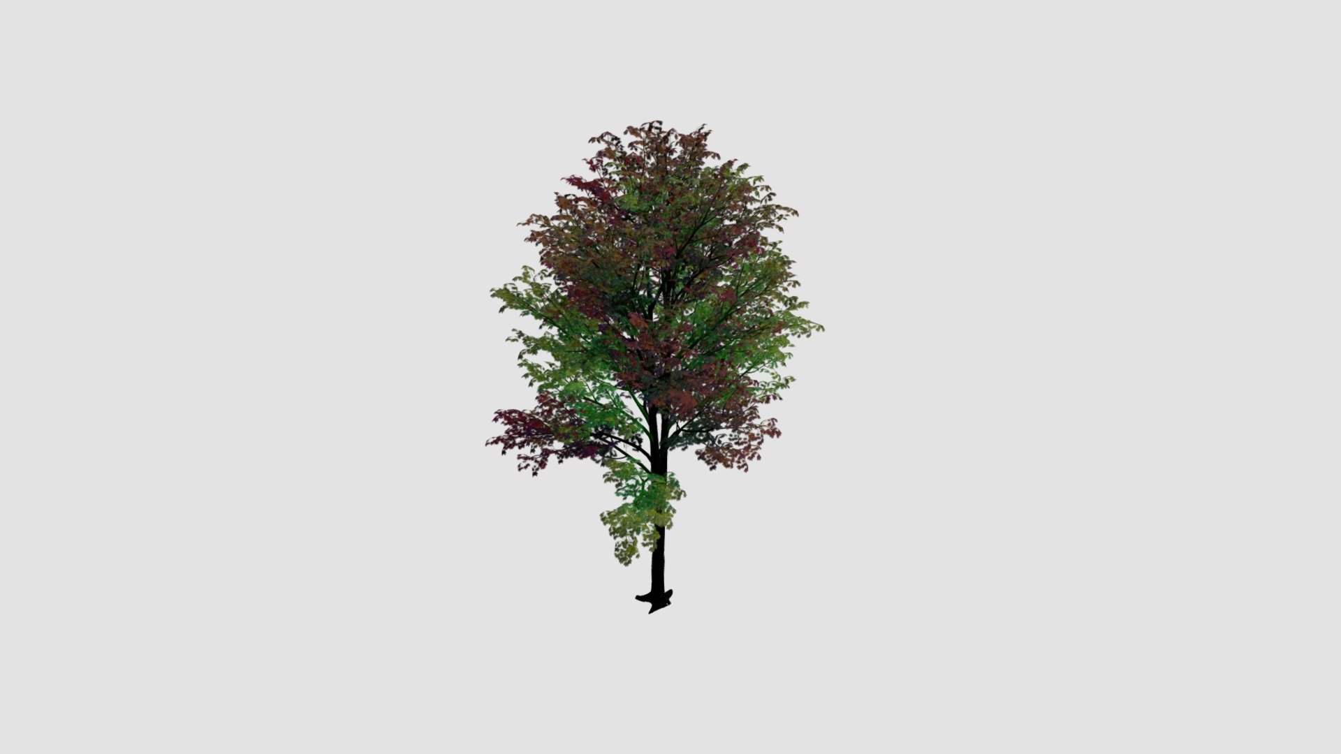 Tree - Buy Royalty Free 3D model by Evermotion [66cae93] - Sketchfab Store