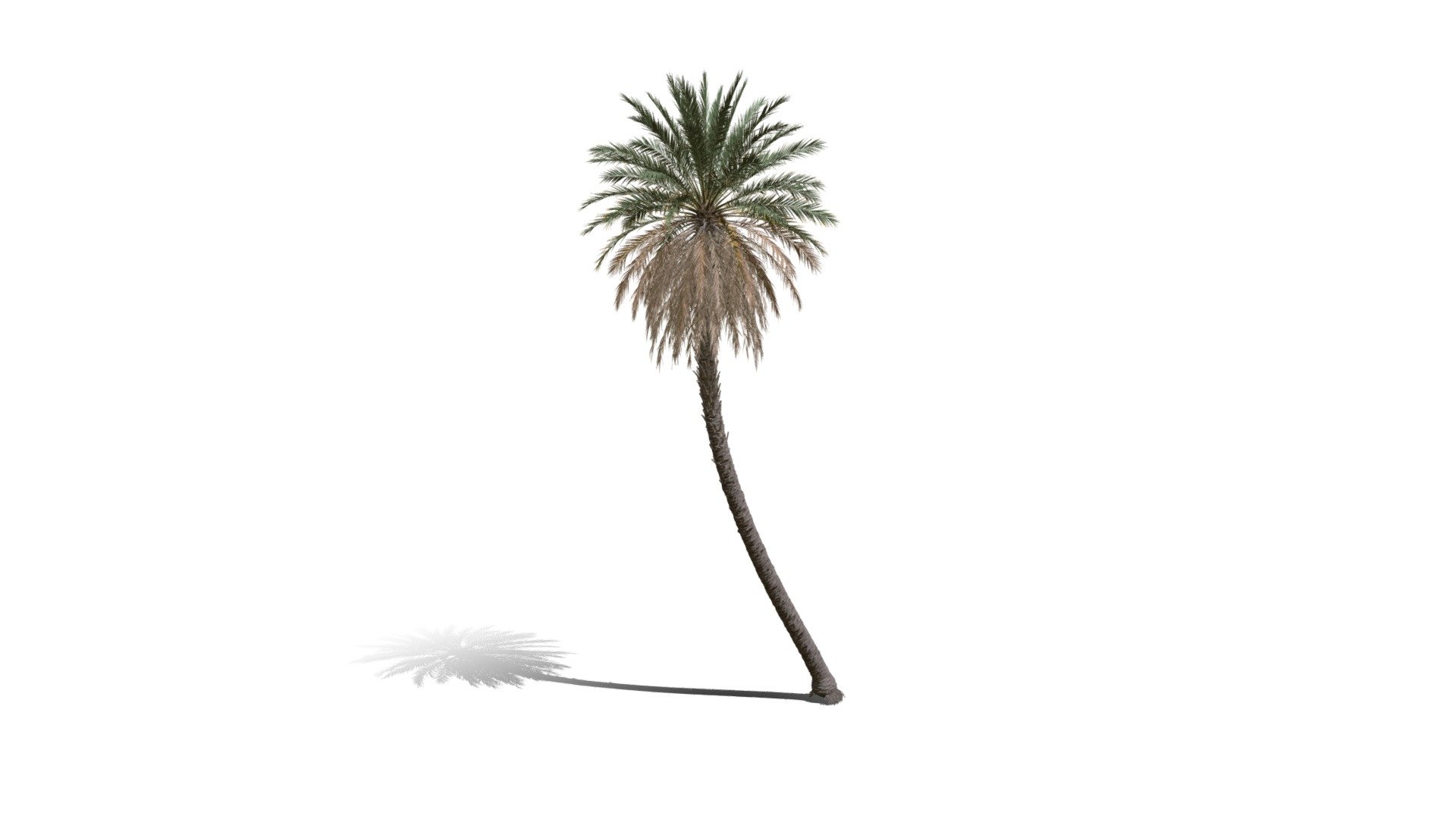 Realistic HD Date palm (24/78) - Buy Royalty Free 3D model by ...