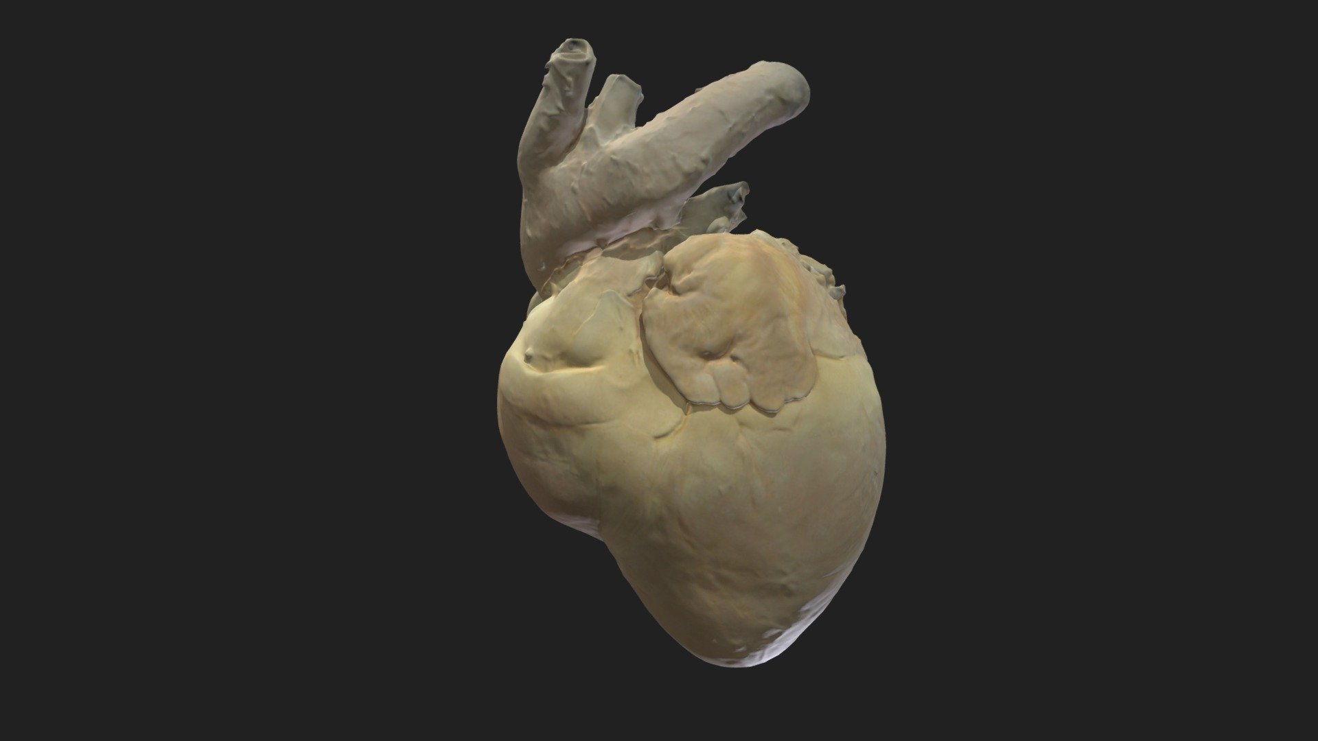 heart (cor) lion - 3D model by vetanatMunich [66d4bdd] - Sketchfab
