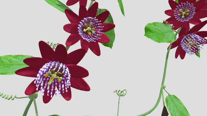 Flores 3d Animadas E