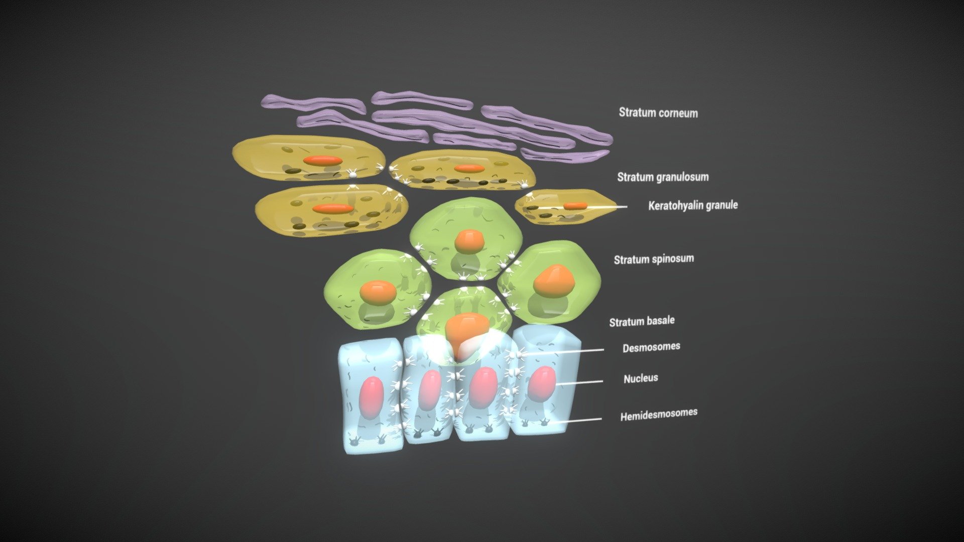 Oral Epithelial Cells - 3D model by Simply_Better (@andreeva.yana.1311 ...