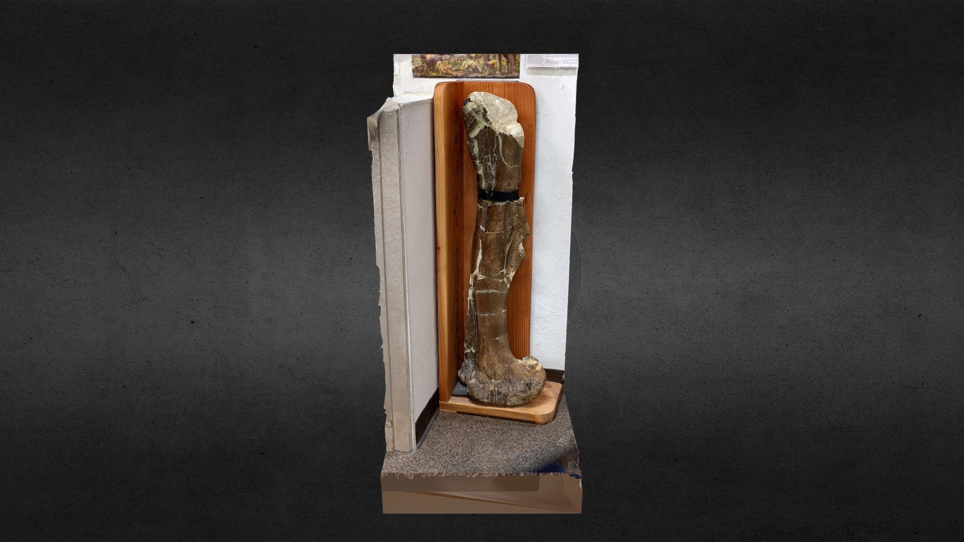 Hadrosaur Femur - Download Free 3D model by Eric Chameroy (@chameroy ...