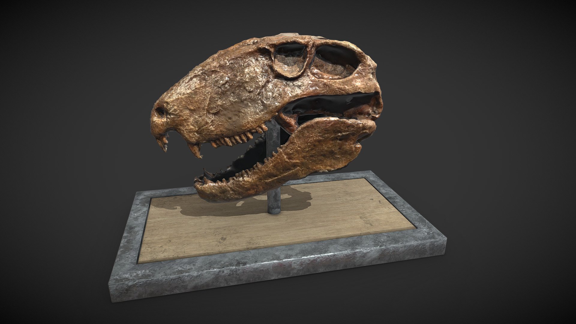Dimetrodon Skull (exhibit display) - 3D model by Peter Nox (@Peter.Nox ...